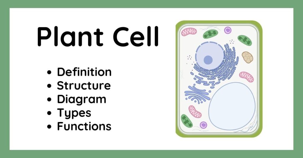 Top 10 Plant Cell Organelles: Structure Functions, and Components ...