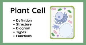 Plant Cell - Definition, Structure, Types, Functions, and Important ...