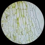 Plant Cell - Definition, Structure, Types, Functions, and Important ...