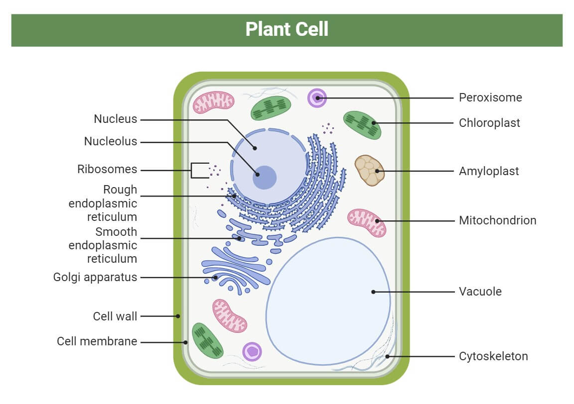 Plant Cell - Definition, Structure, Types, Functions, and Important - Learn Biology - Biology Quest