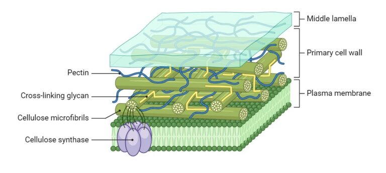 Difference Between Cell Wall And Cell Membrane - Learn Biology ...