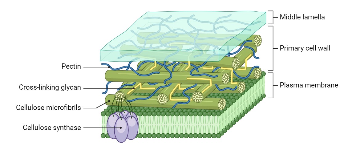 Difference Between Cell Wall And Cell Membrane - Learn Biology ...