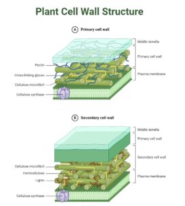 Cell Wall: Definition, Structure, Compositions, And Functions - Learn ...