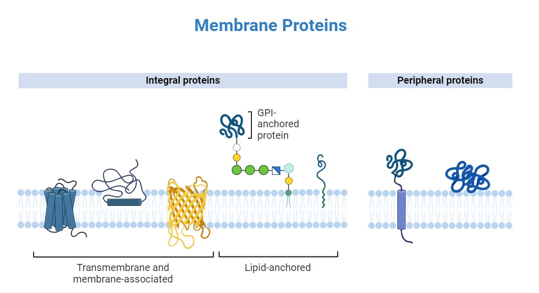 Cell Membrane (Plasma Membrane): Definition, Structure, Composition and ...