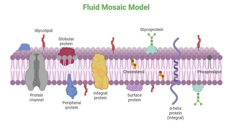Fluid Mosaic Model: Definition, Discovery, Components, Structure And ...