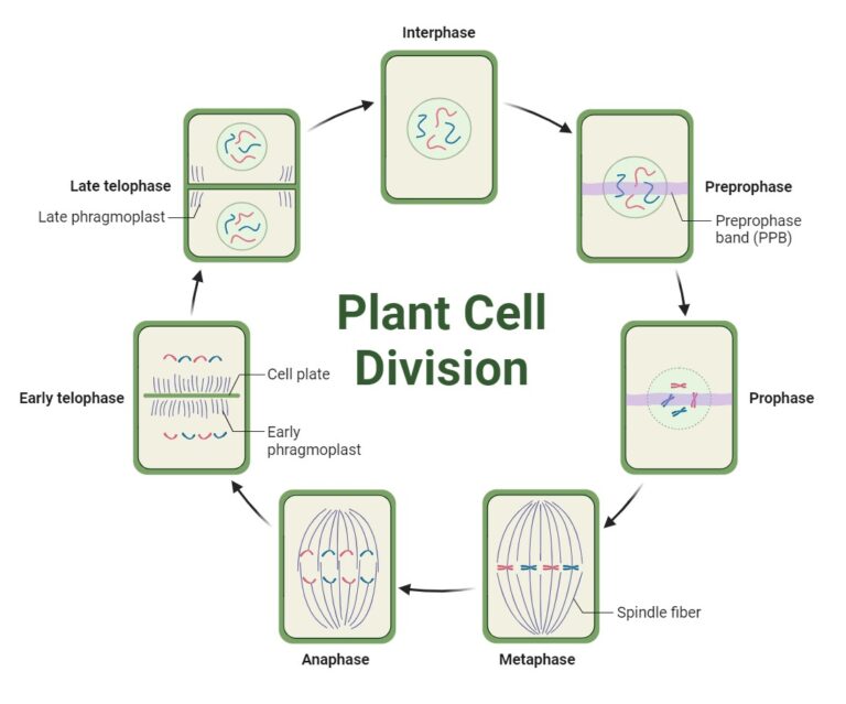 How Cell Wall Is Formed In Plant Cells? - Learn Biology - Biology Quest