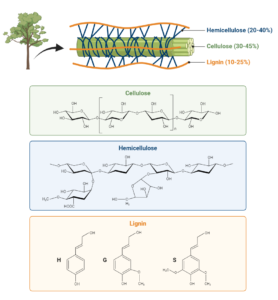 How Cell Wall Is Formed In Plant Cells? - Learn Biology - Biology Quest