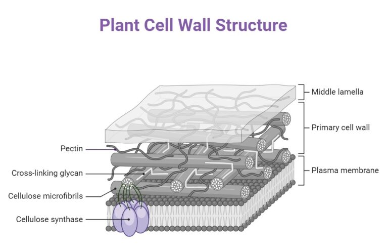 How Cell Wall Is Formed In Plant Cells? - Learn Biology - Biology Quest
