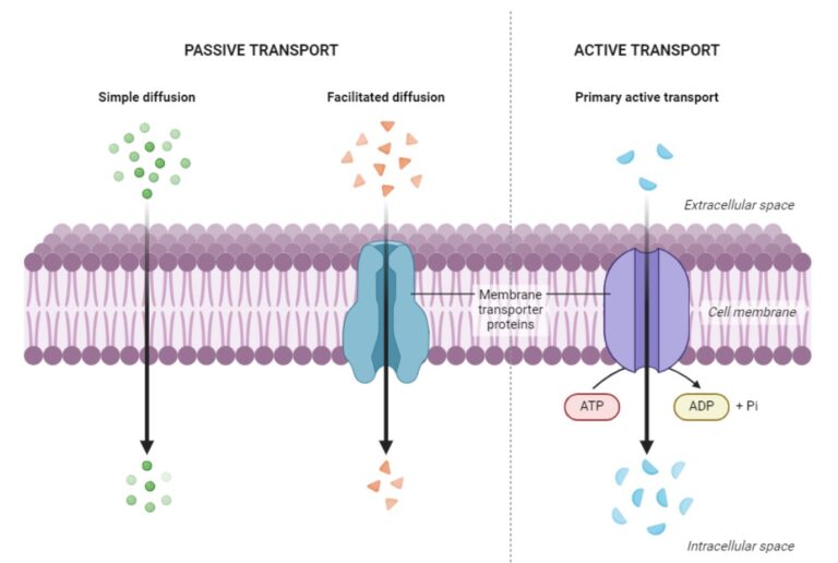 How Does The Fluid Mosaic Model Allow For Membrane Transport? - Learn ...