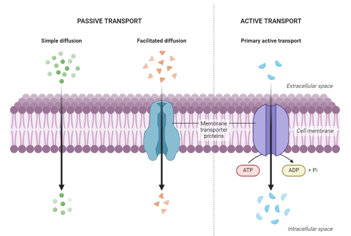 How Does The Fluid Mosaic Model Allow For Membrane Transport? - Learn ...