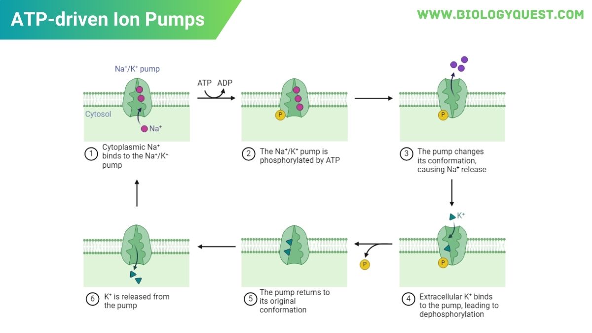 How Ion Transport Through Plant Cell Membranes - Learn Biology ...