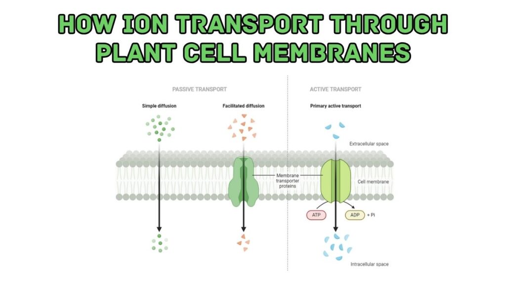 Cell Membrane (Plasma Membrane): Definition, Structure, Composition and ...