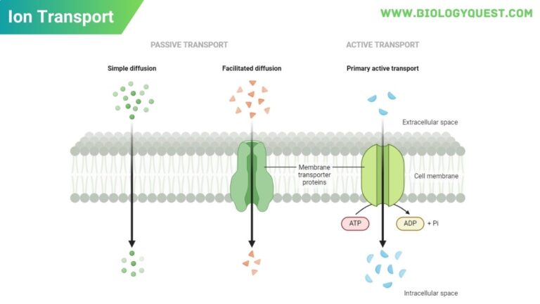 How Ion Transport Through Plant Cell Membranes - Learn Biology ...