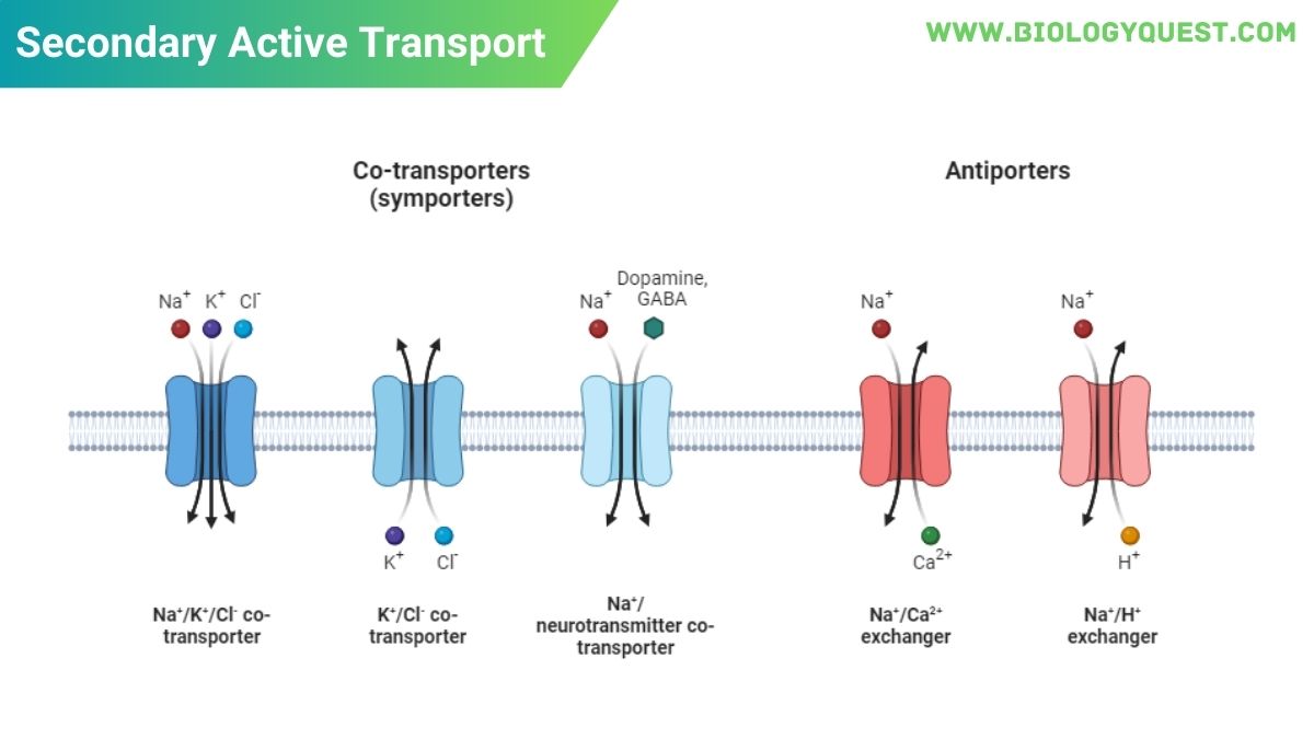 How Ion Transport Through Plant Cell Membranes - Learn Biology ...