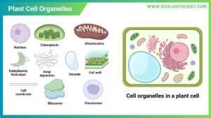 Top 10 Plant Cell Organelles: Structure Functions, and Components ...