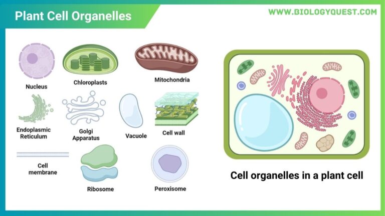 Top 10 Plant Cell Organelles: Structure Functions, and Components - Learn Biology - Biology Quest